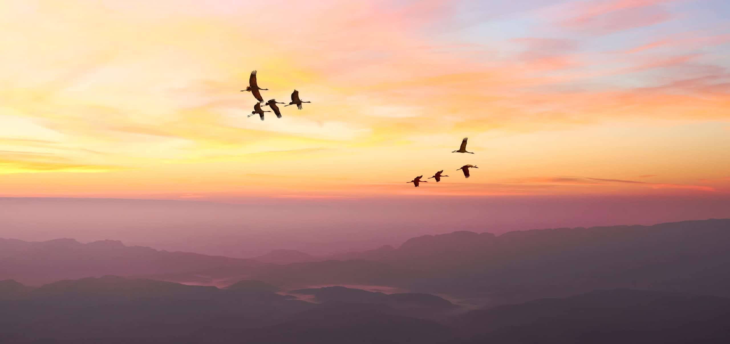 Kako ptice lete - Arz.hr