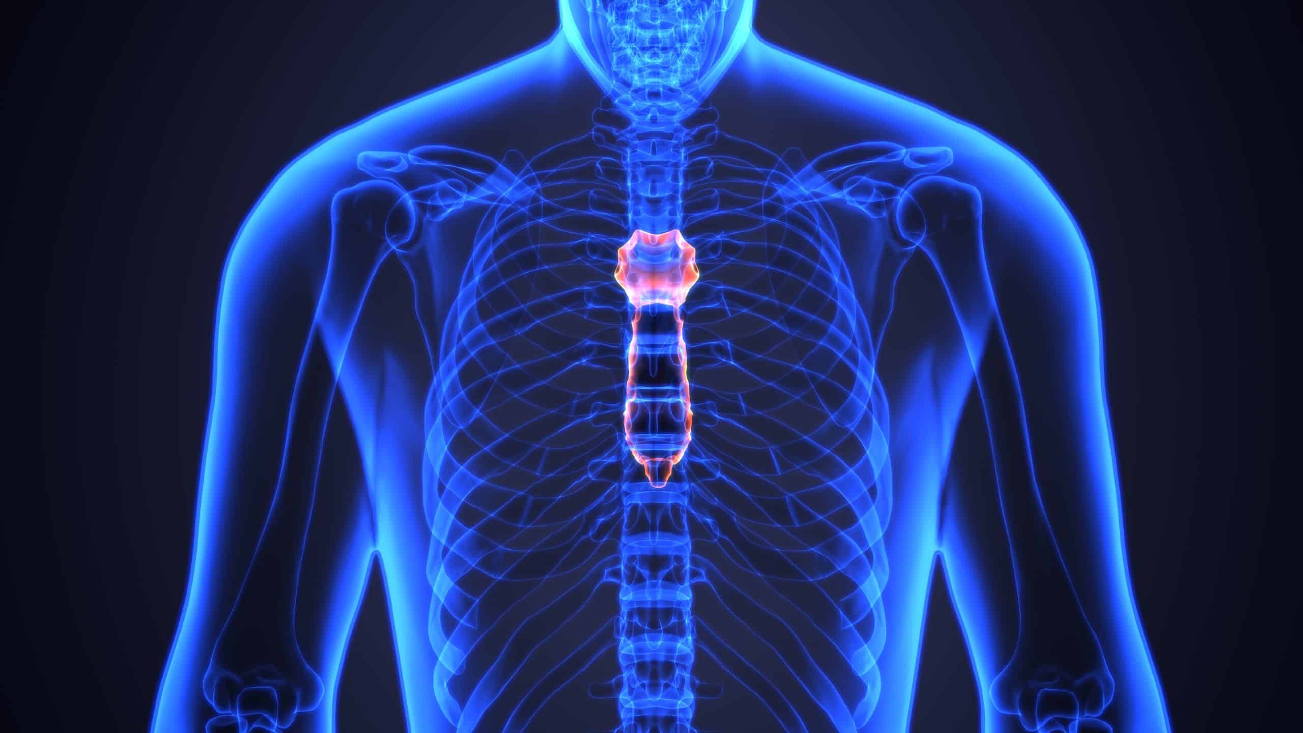 Što je sternum - Arz.hr