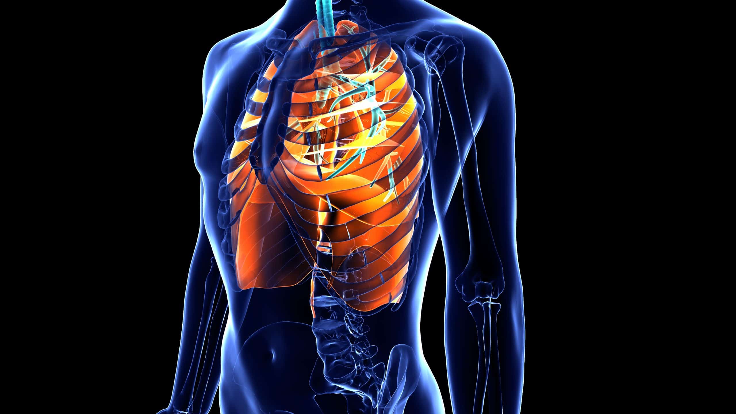 Što je thorax - Arz.hr