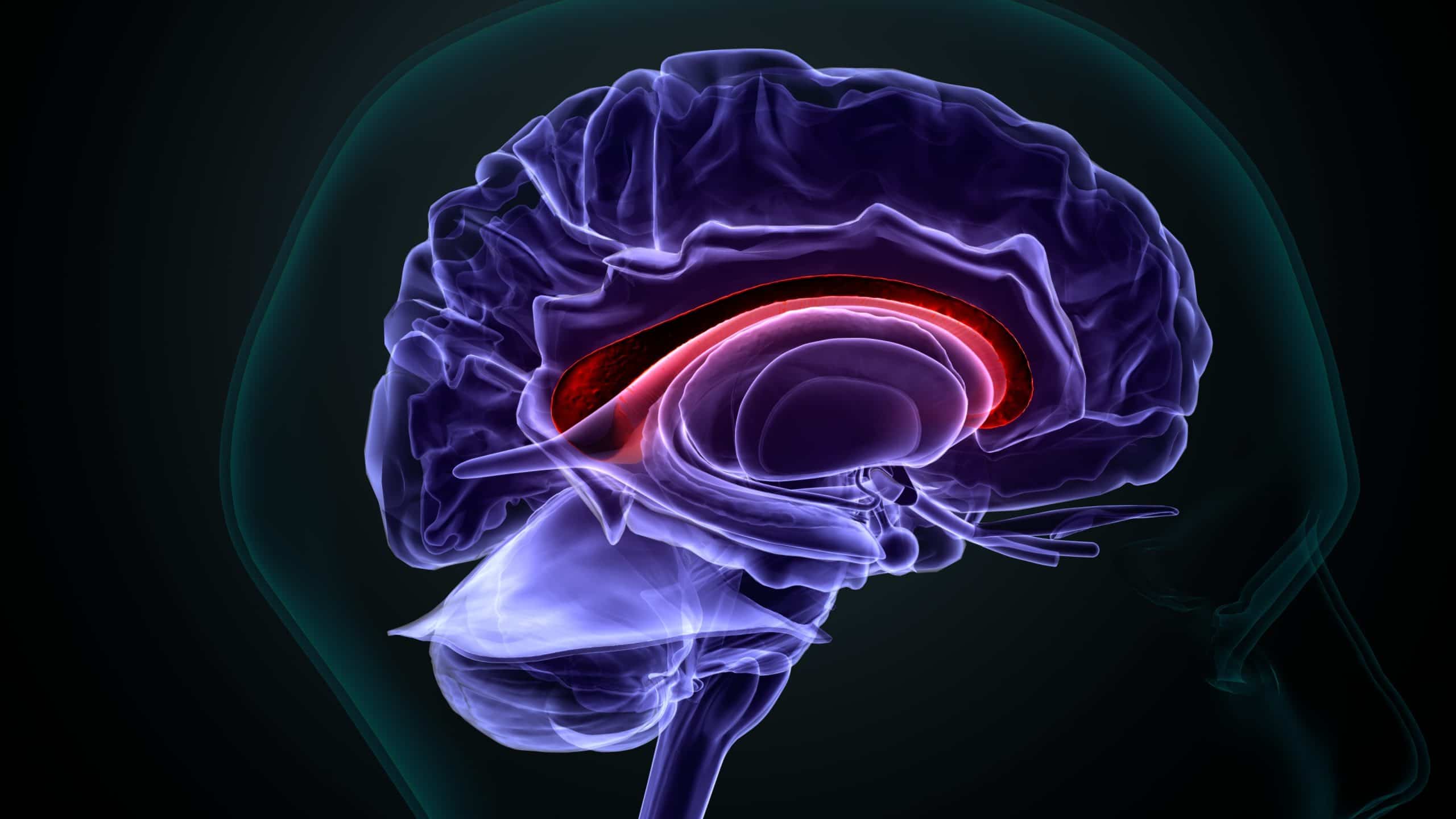 Što je ventrikul - Arz.hr