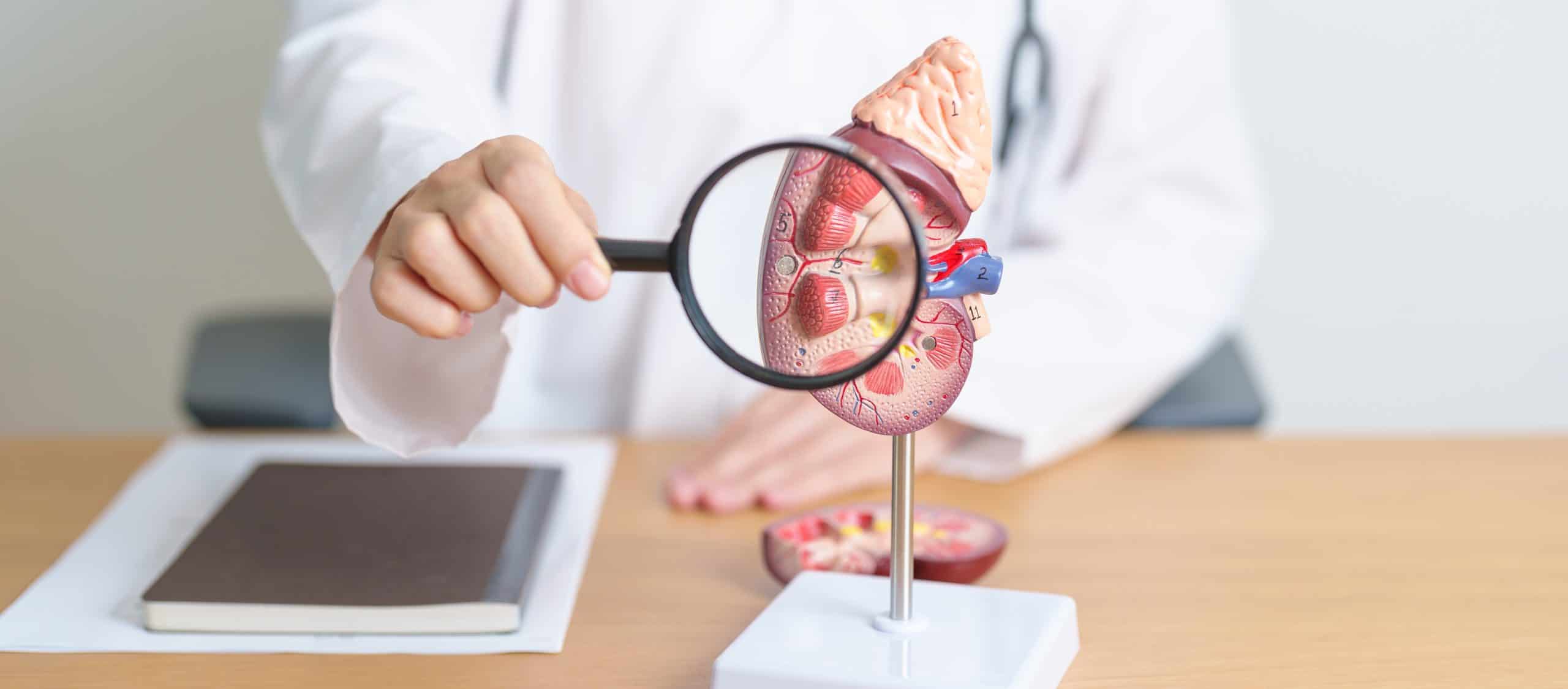 Nadbubrežna žlijezda simptomi - Arz.hr