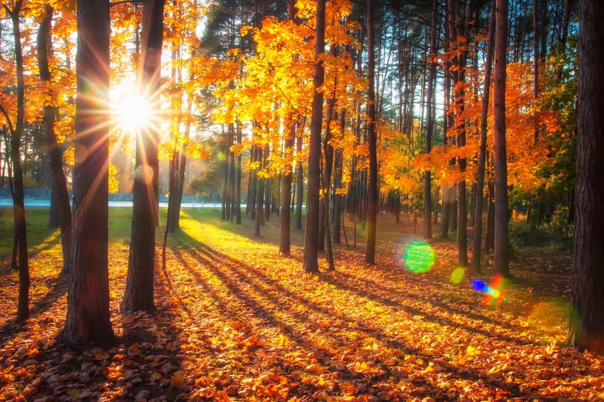 Miris kestena je miris jeseni, samo iskusni znaju za jedan trik: Evo ...