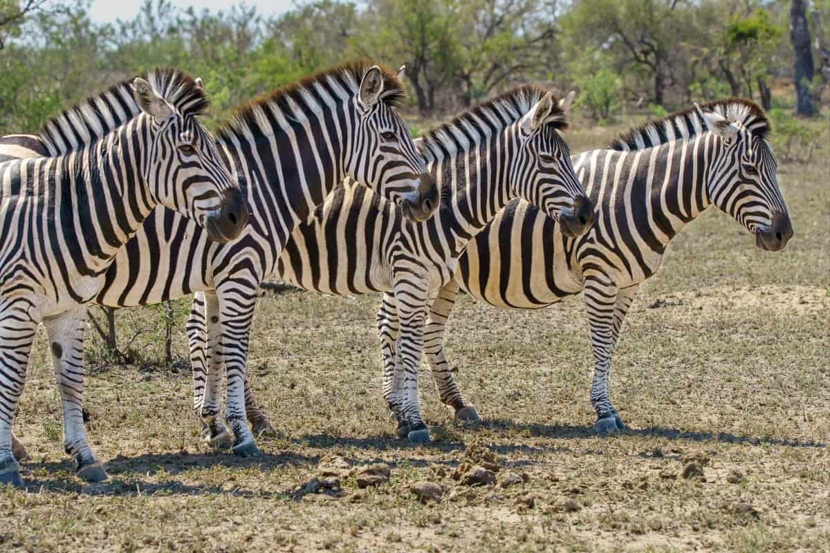 Zašto su zebre prugaste - Arz.hr