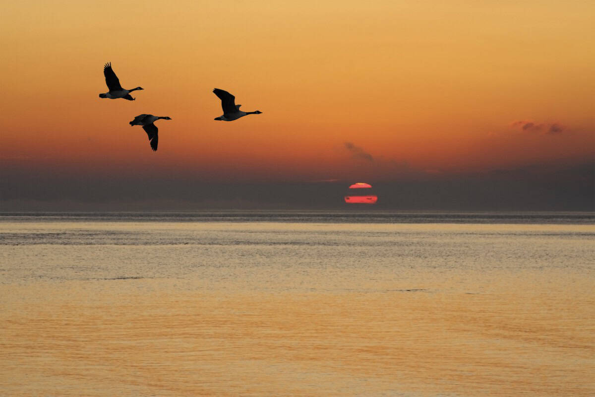 Zašto ptice lete na jug - Arz.hr