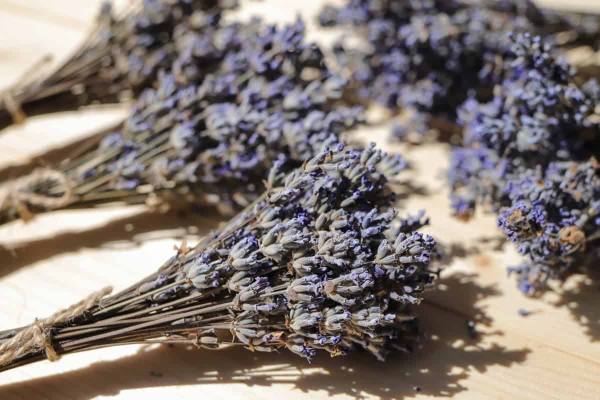 Zašto se lavanda suši - Arz.hr