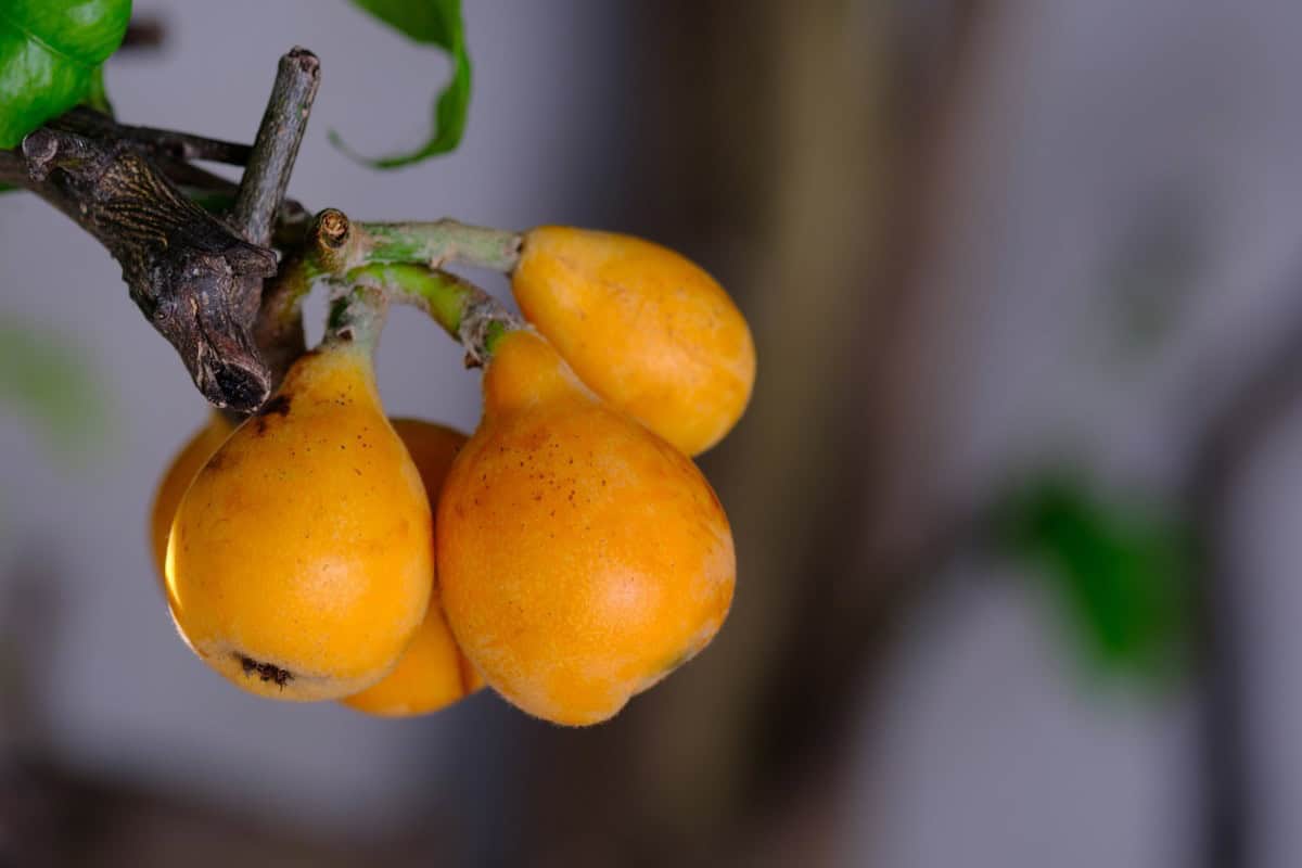 Kako se jede mušmula - Arz.hr